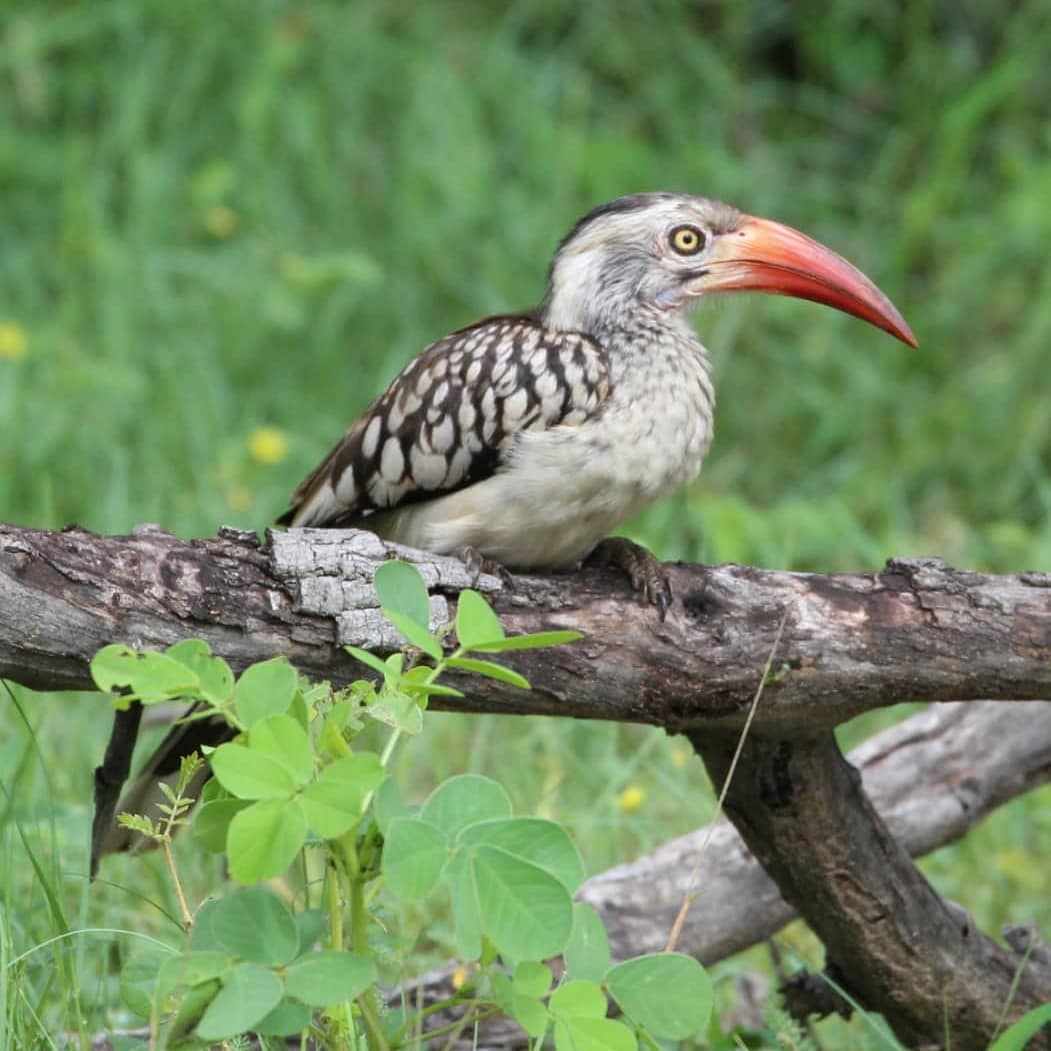 Gallery - Tlou Safari Lodge - Relaxing Bush Escape - Kasane, Botswana